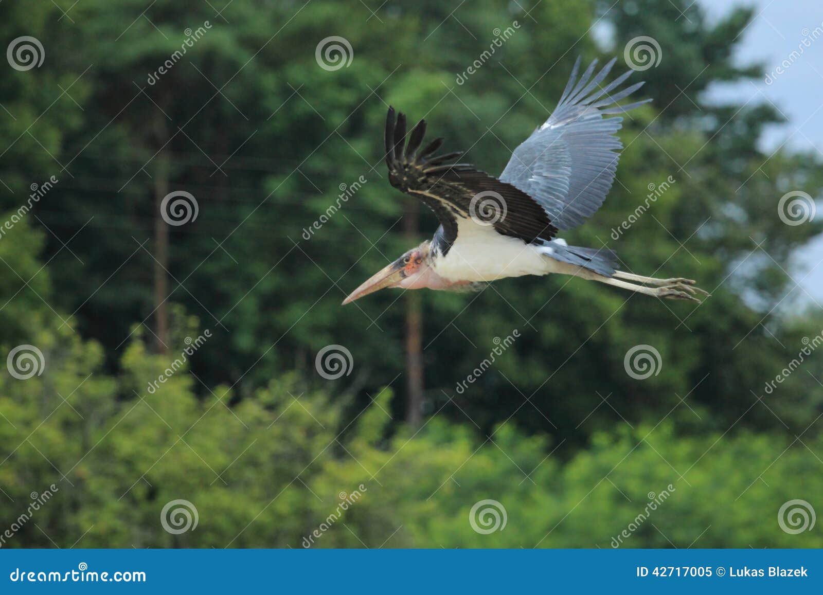Flying marabou stork stock image. Image of wading, crumeniferus - 42717005