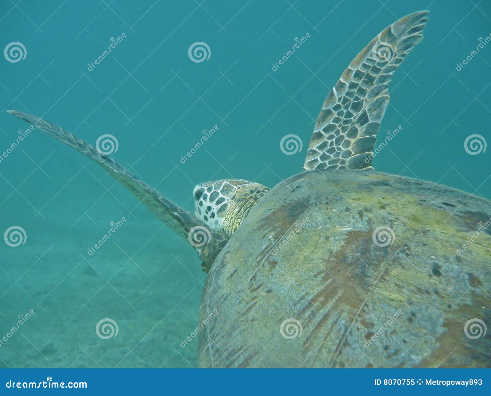 Flying marine turtle stock image. Image of biology, ocean - 8070755