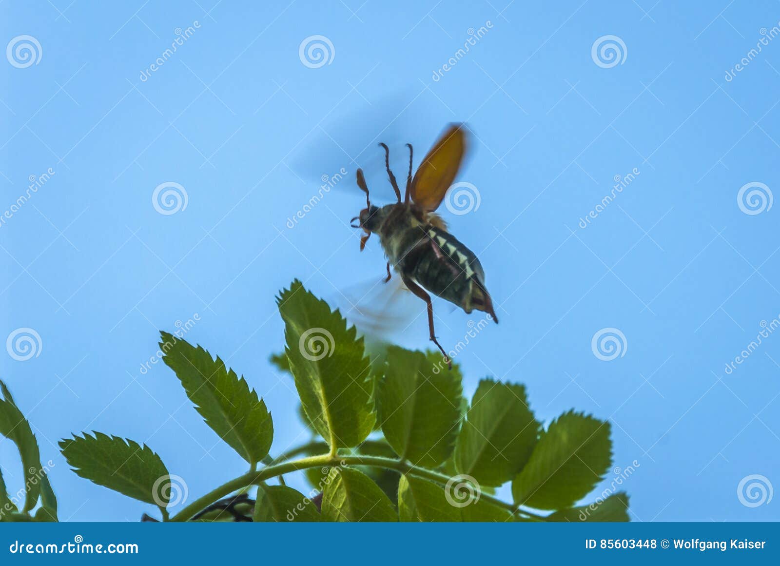 Flying May bug stock photo. Image of life, green, black - 85603448