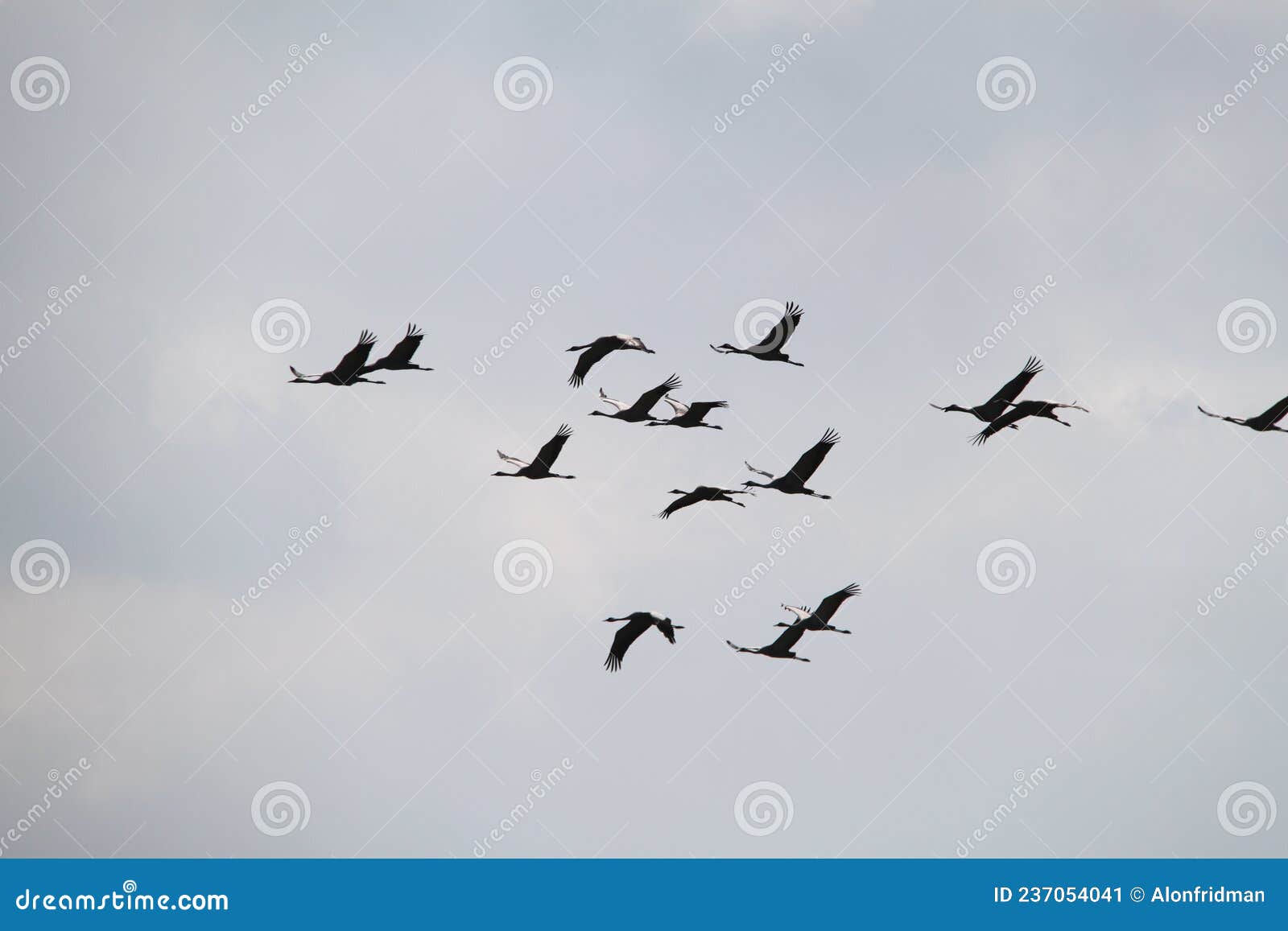 Flying Migrating Birds in the Winter Sky Stock Image - Image of ...