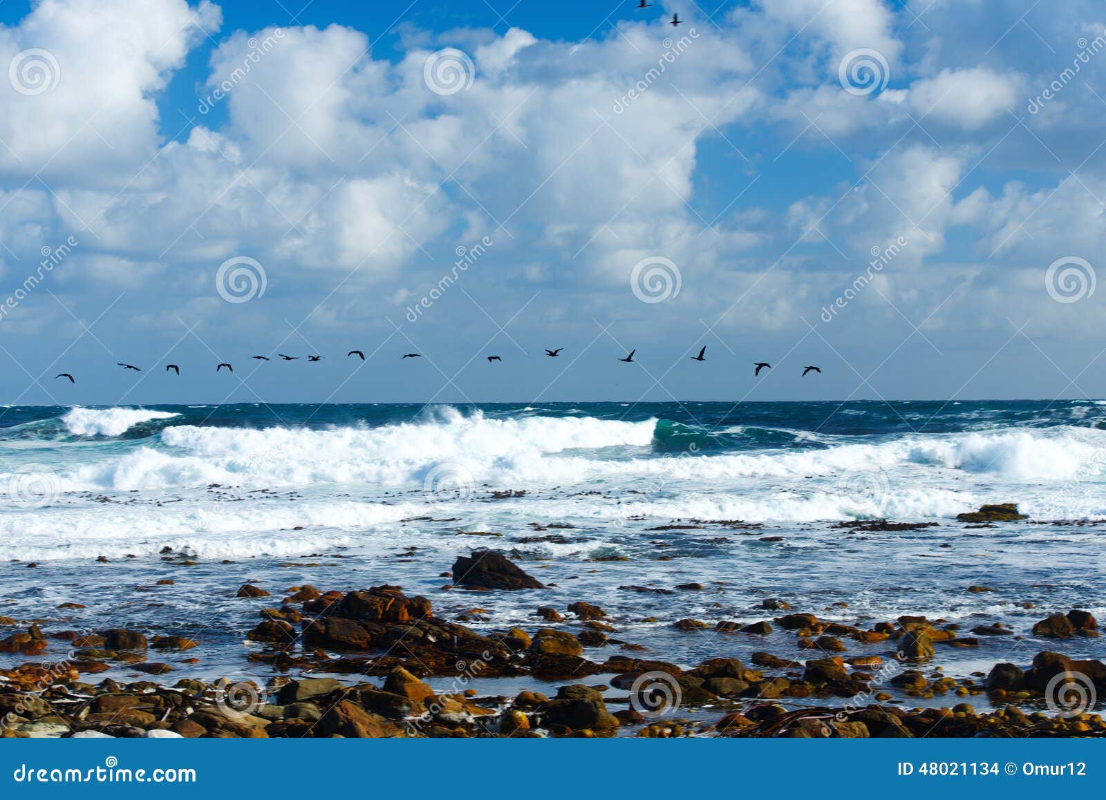 Flying Migratory Ducks Ocean Stock Photo - Image of landscape, detail ...