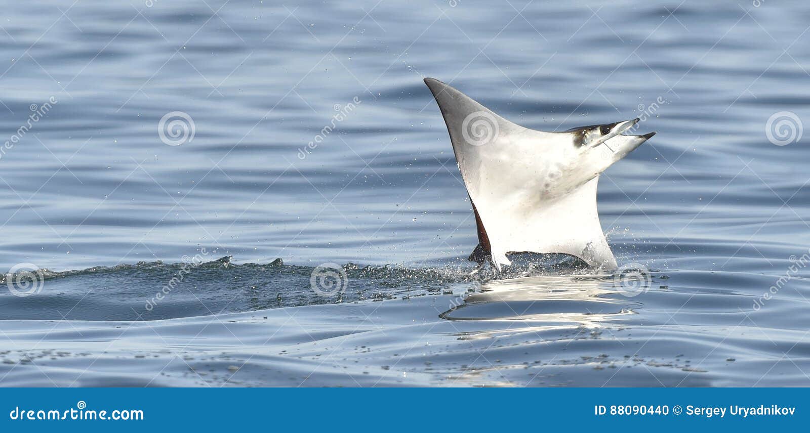 Flying Mobula Ray stock photo. Image of mexico, mobulidae - 88090440