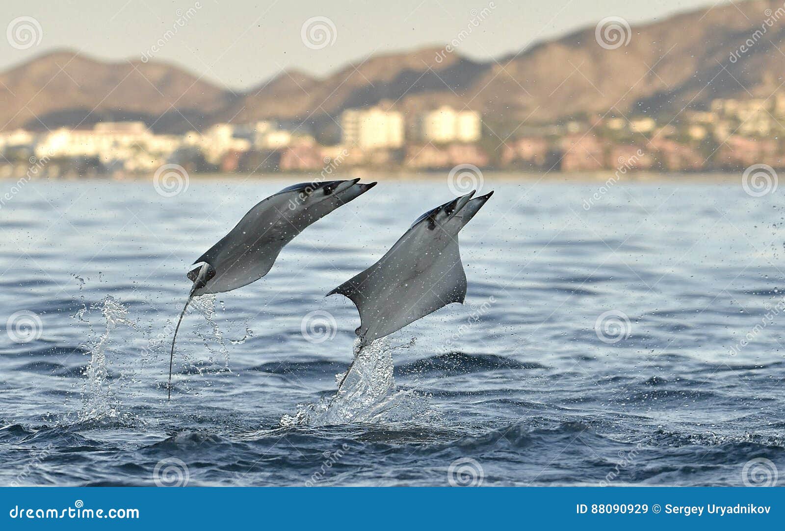 Flying Mobula Ray Royalty-Free Stock Photo | CartoonDealer.com #88090953