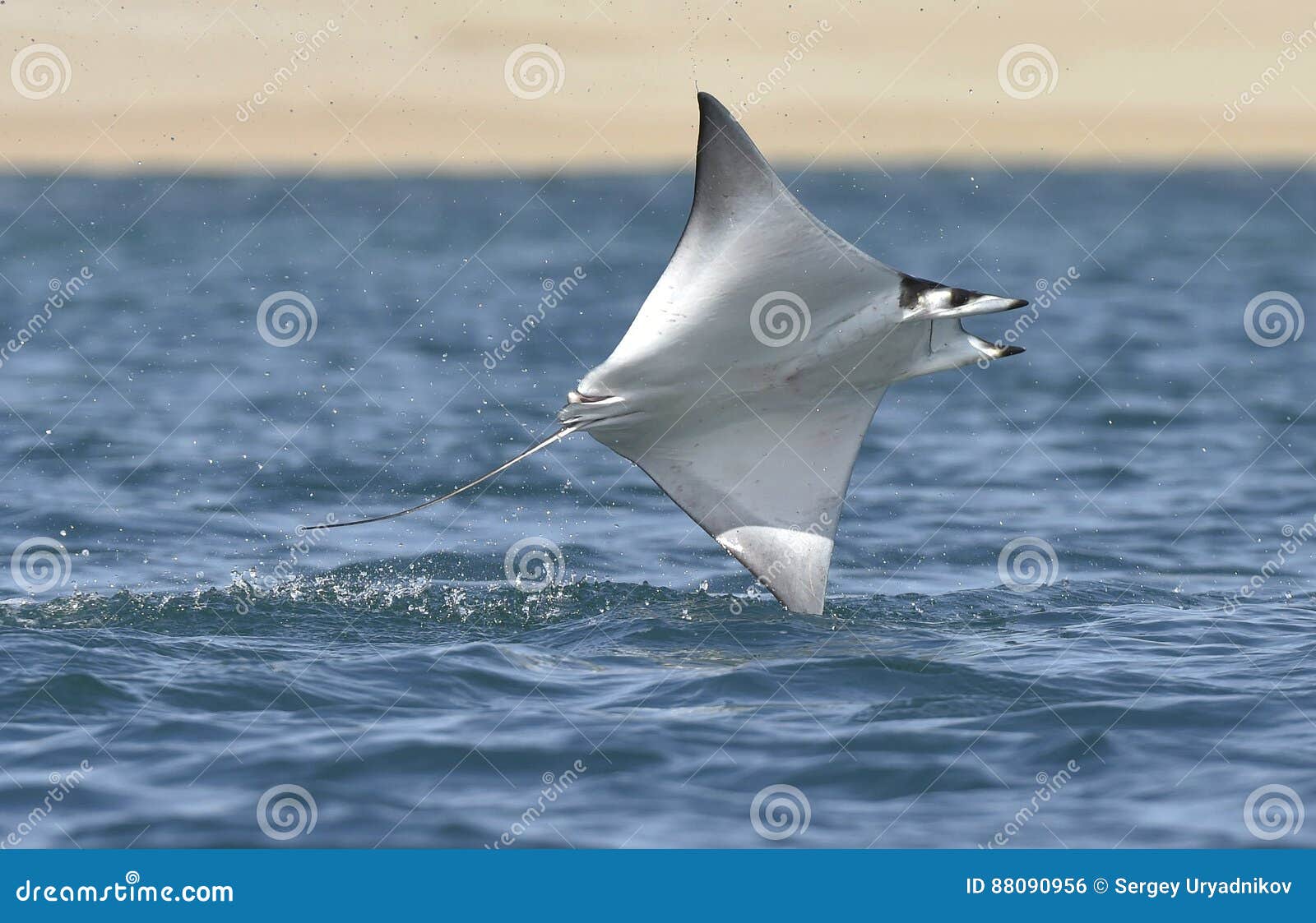Flying Mobula Ray stock photo. Image of mante, munkiana - 88090956