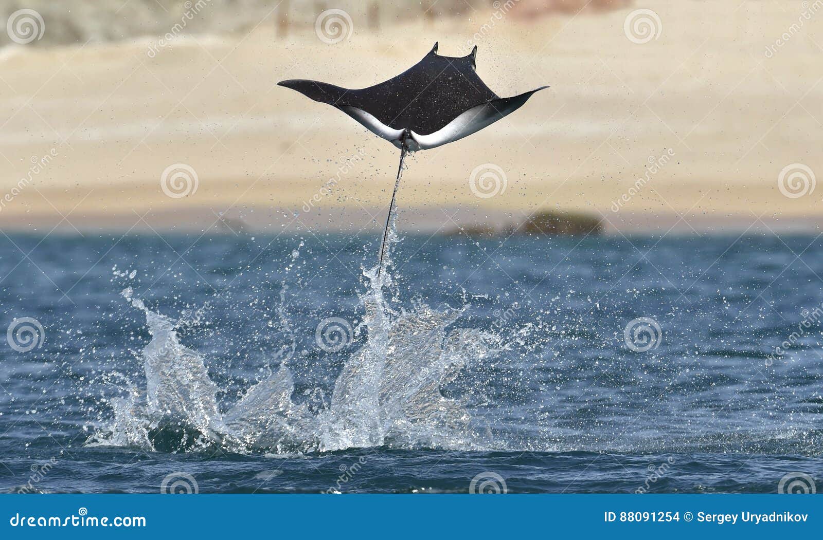 Flying Mobula Ray stock photo. Image of chondrichthyes - 88091254