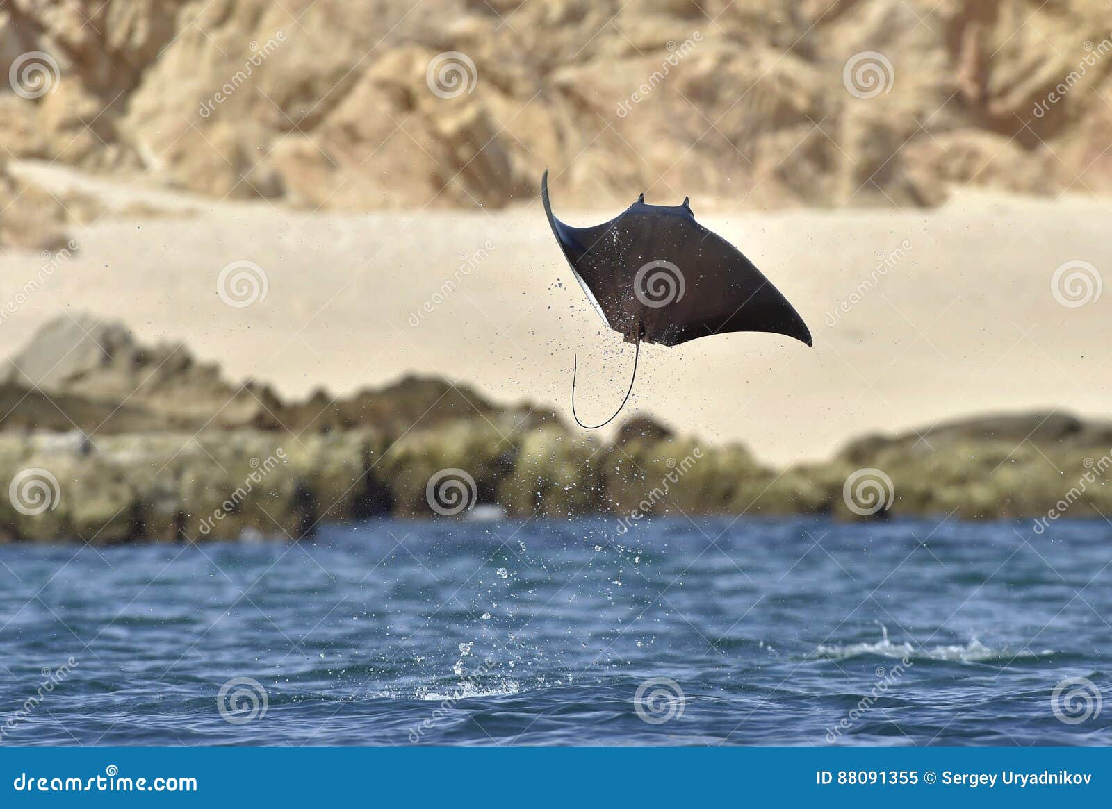 Flying Mobula Ray stock image. Image of mexico, devil - 88091355