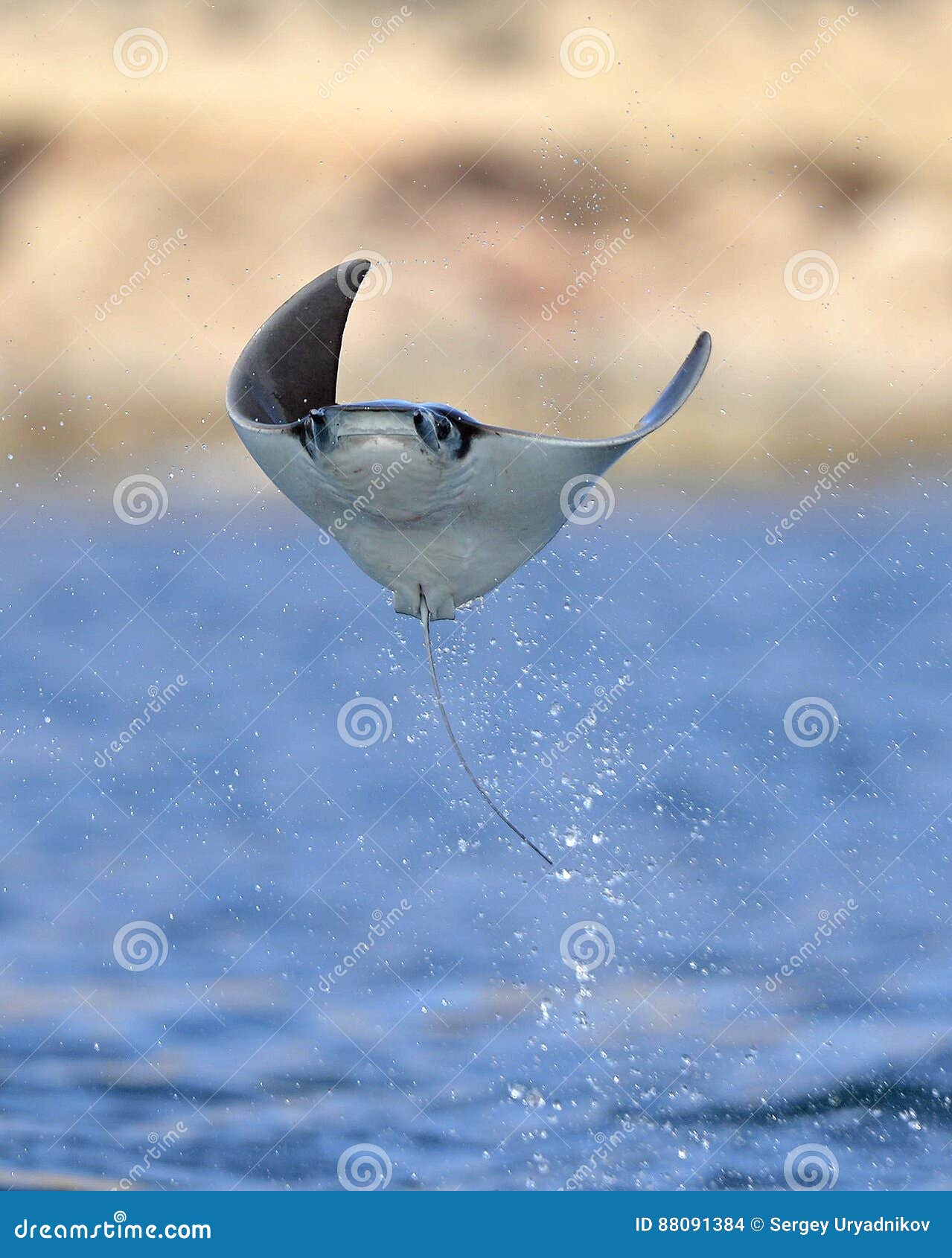 Flying Mobula Ray stock photo. Image of mobulidae, mantarochen - 88091384