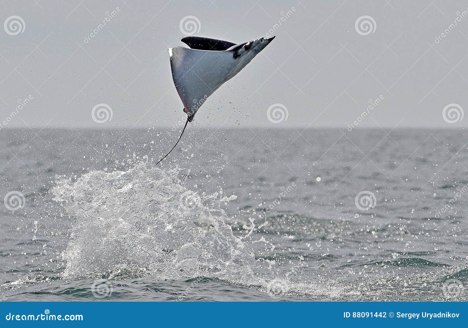 Flying Mobula Ray stock photo. Image of monk, munkiana - 88091442