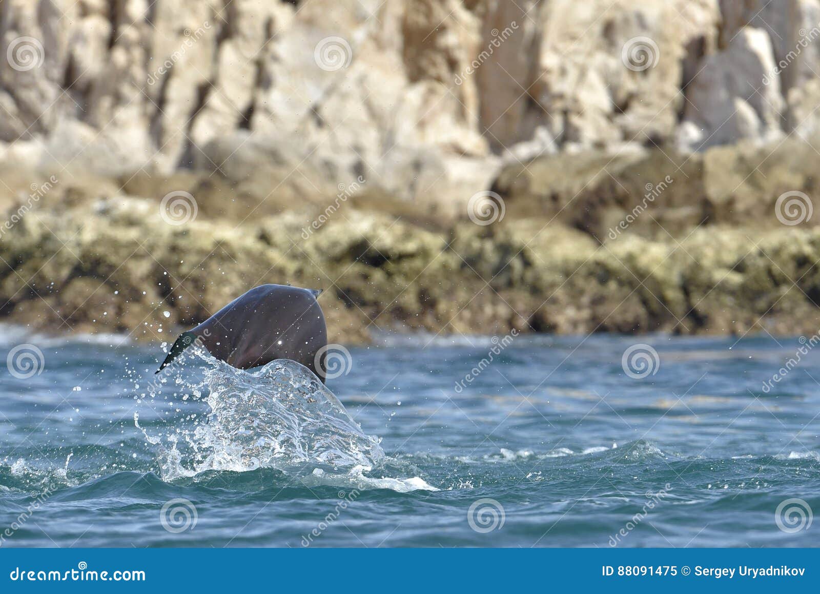 Flying Mobula Ray stock image. Image of jump, mobula - 88091475