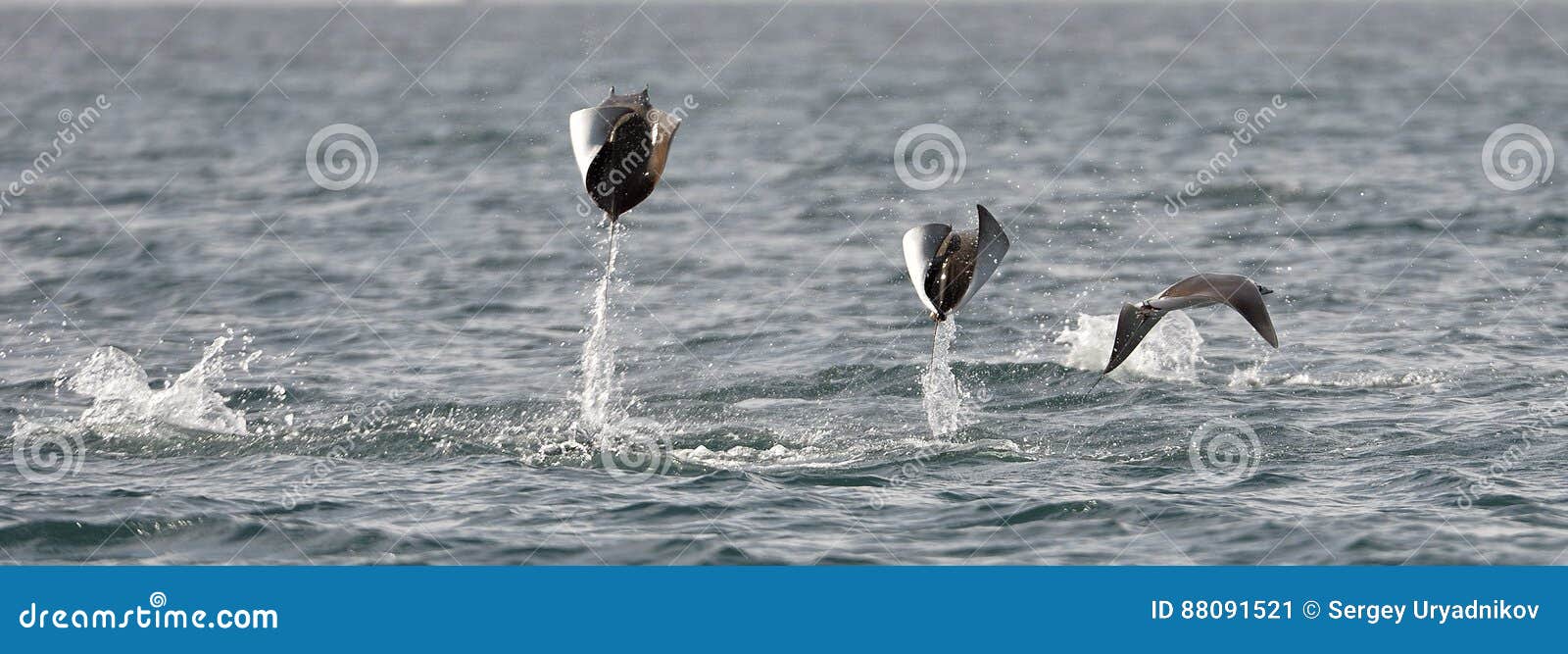 Flying Mobula Ray Royalty-Free Stock Photo | CartoonDealer.com #88090953
