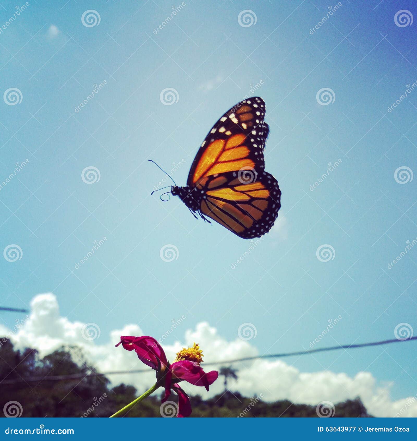 Flying Monarch Butterfly Stock Photo - Image: 63643977