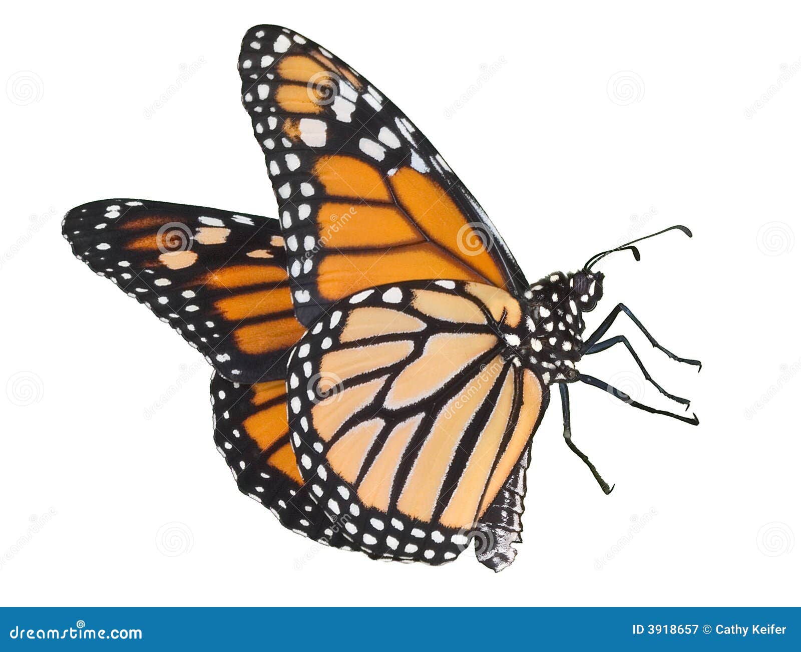 Flying monarch on white stock image. Image of animal, monarch - 3918657