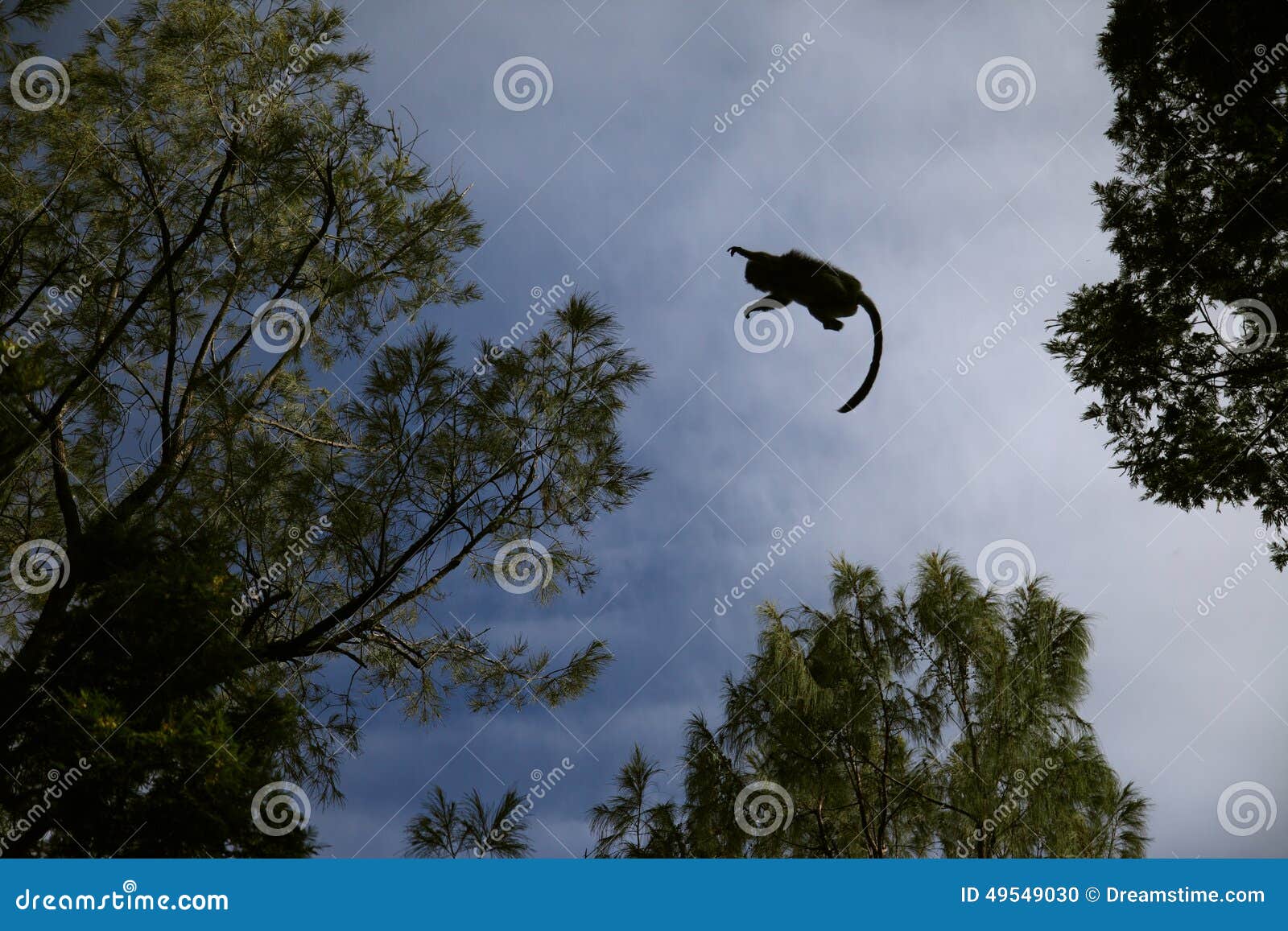 Flying Monkey stock photo. Image of forest, travel, stunning - 49549030