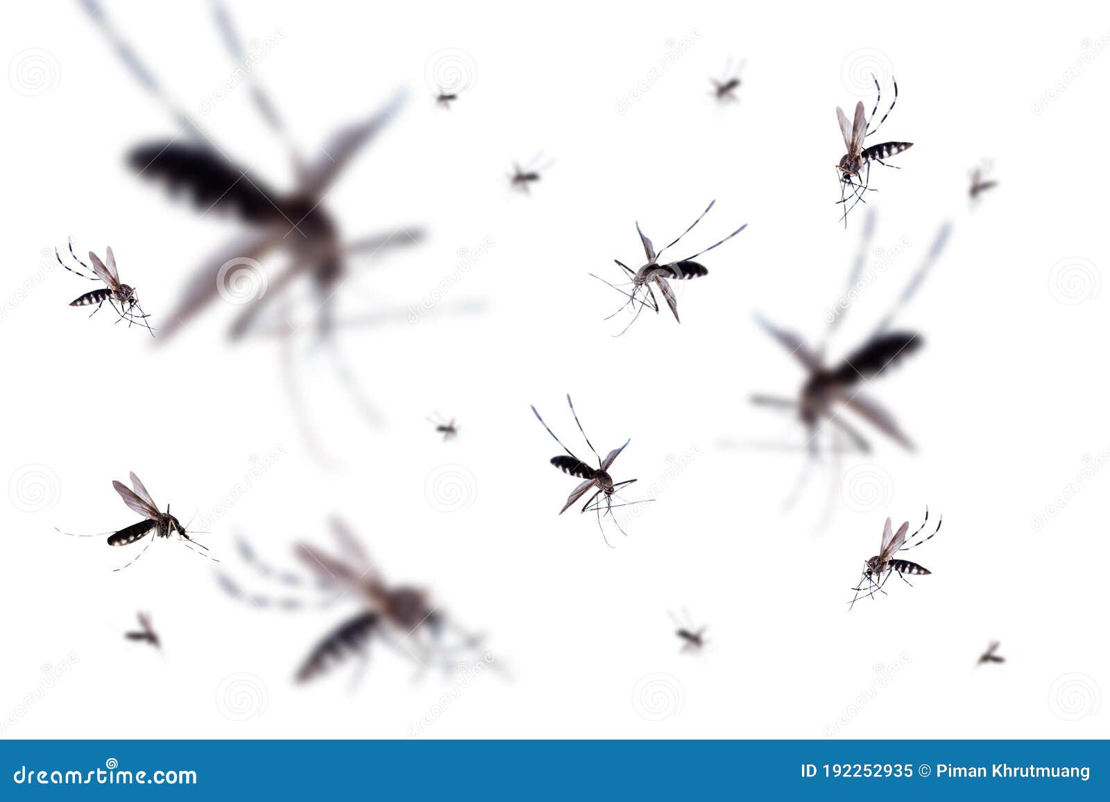 Flying Mosquitoes Isolated on White Stock Image - Image of dangerous ...