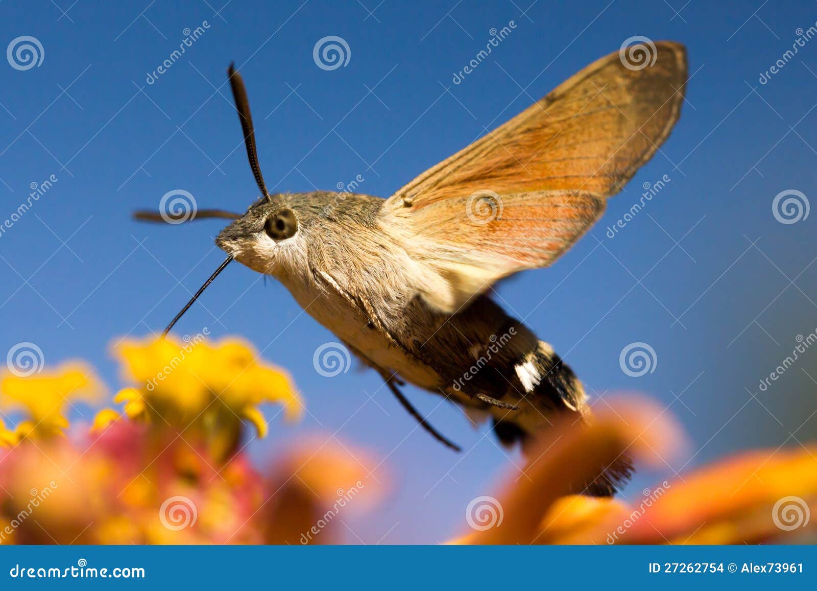 Flying moth stock photo. Image of moth, wildlife, wing - 27262754