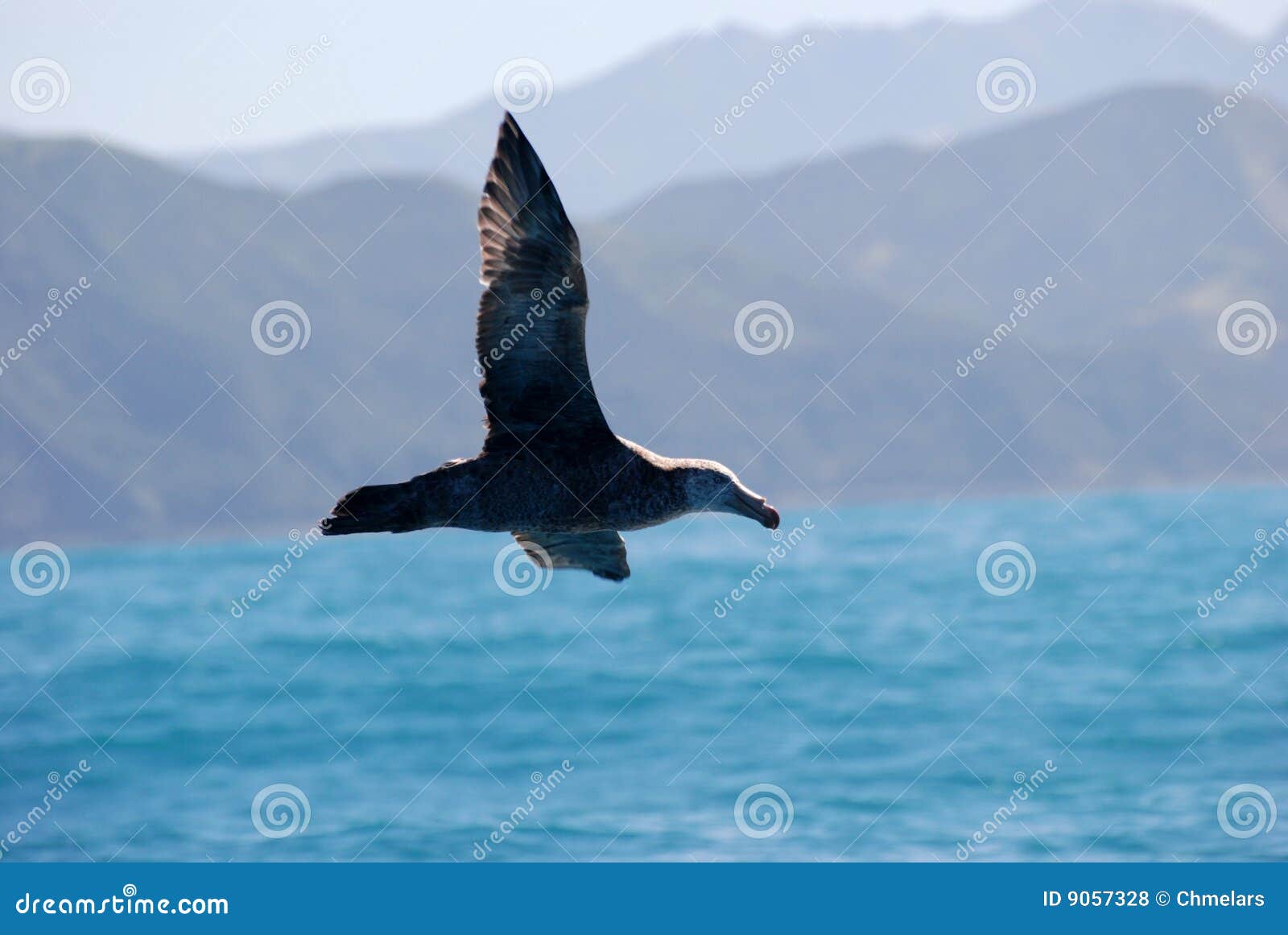 Flying Northen Giant Petrel Stock Photo - Image of holiday, cruise: 9057328