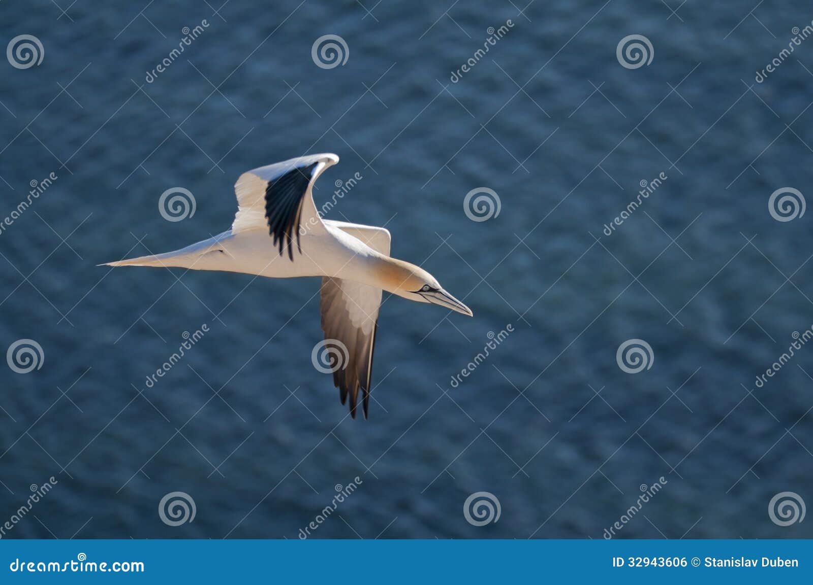 Flying Northern Gannet stock photo. Image of northern - 32943606