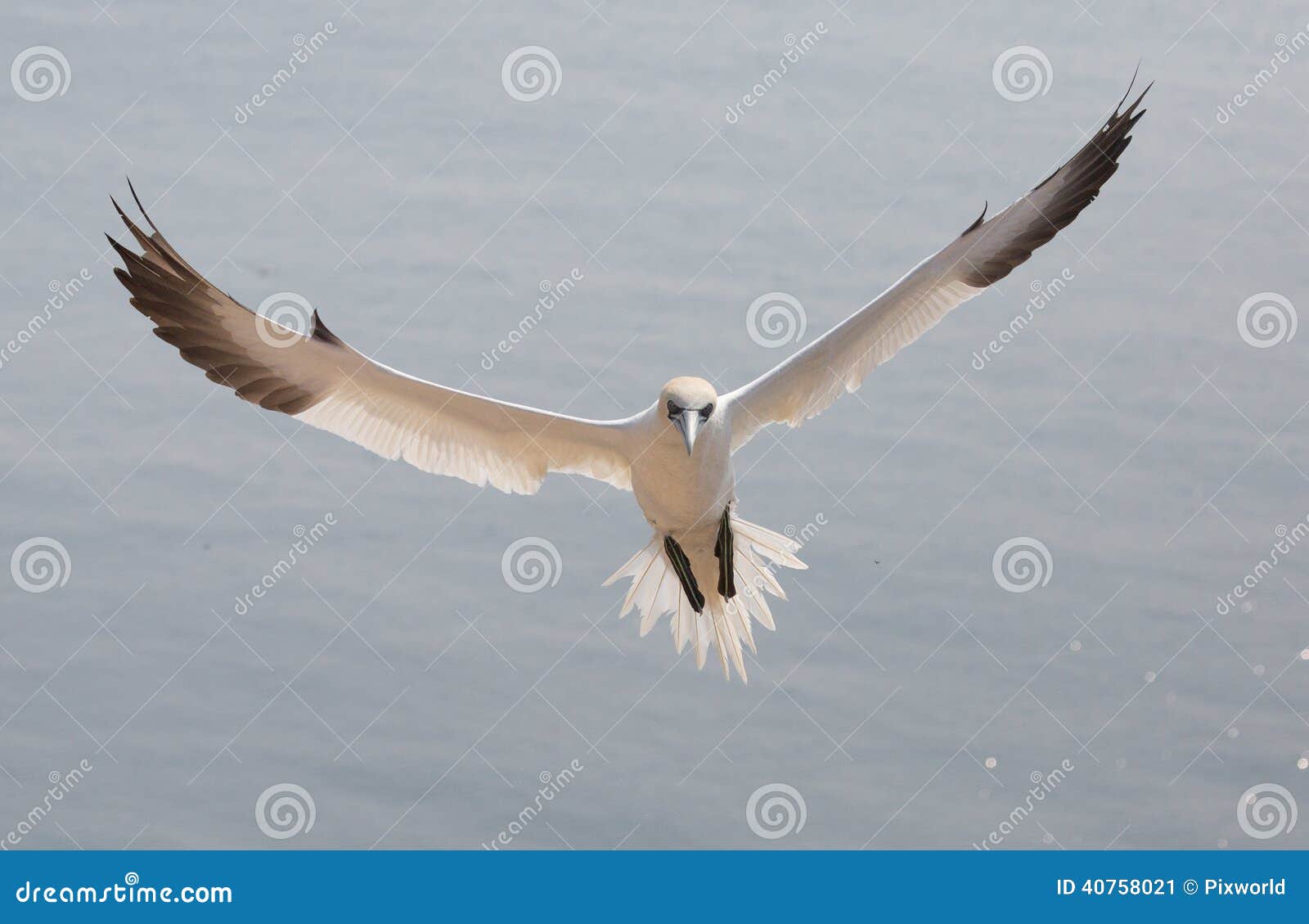 Flying Northern Gannet stock image. Image of couple, northern - 40758021