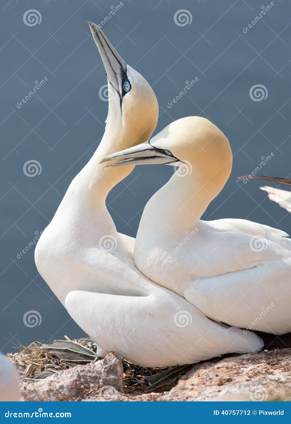 Flying Northern Gannet stock photo. Image of island, eggs - 40757712