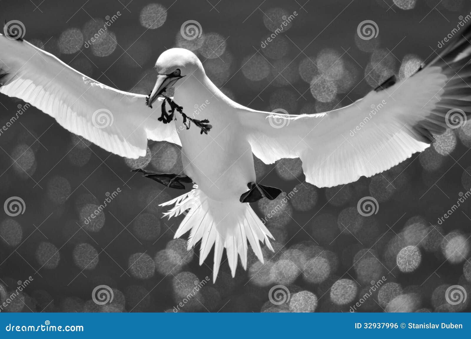 Flying Northern Gannet stock photo. Image of gannet, bird - 32937996