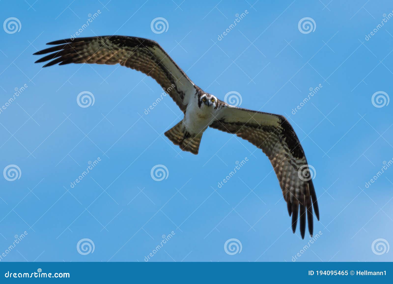 Flying Osprey or Sea Hawk stock image. Image of osprey - 194095465