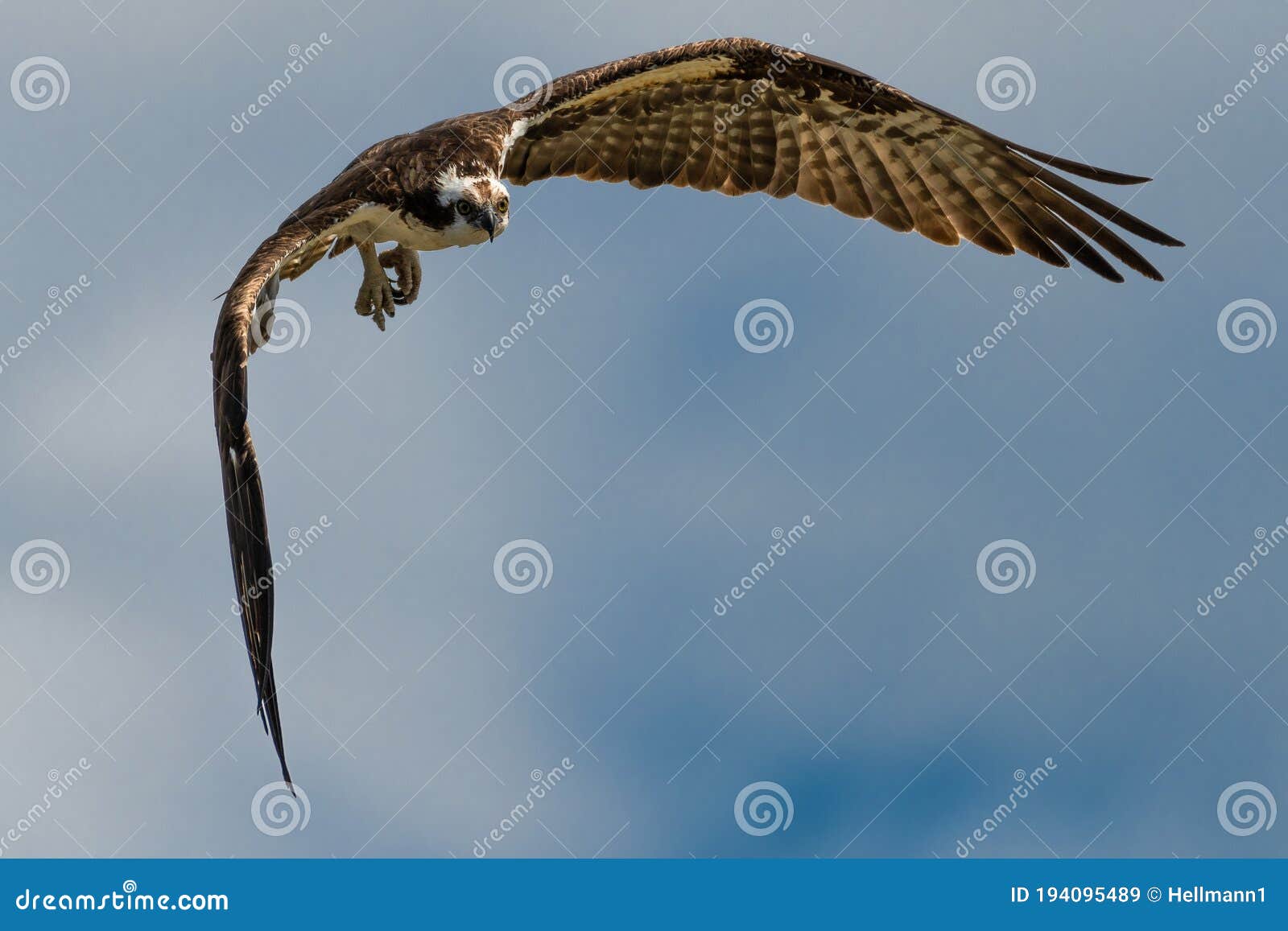 Flying Osprey or Sea Hawk stock image. Image of menhaden - 194095489