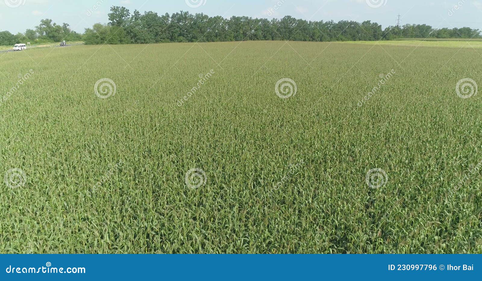 Flying Over Corn Field, Corn Field Top View, Corn Growing, Farming ...