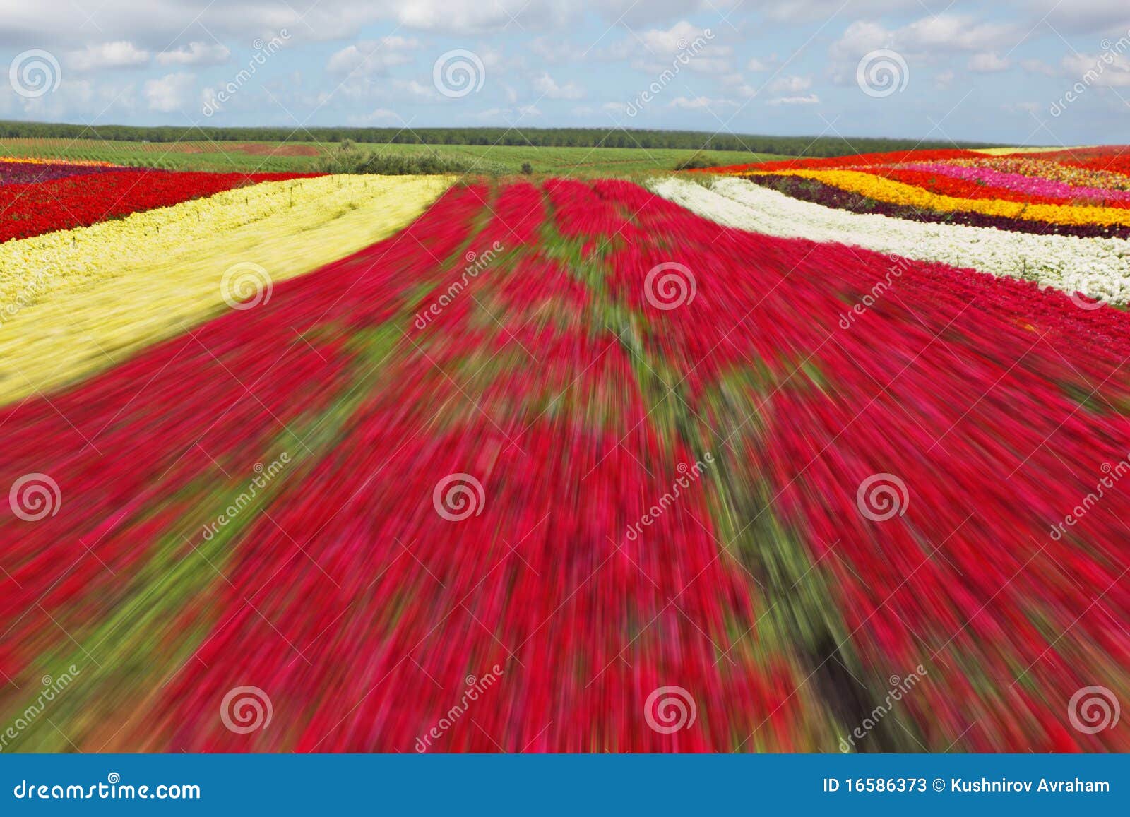 Flying over a flower field stock image. Image of white - 16586373