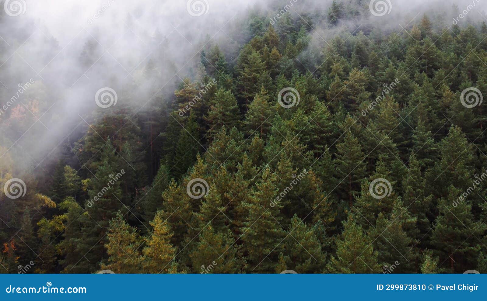 Flying Over the Forest in the Mountains with Floating Fog Stock Photo ...