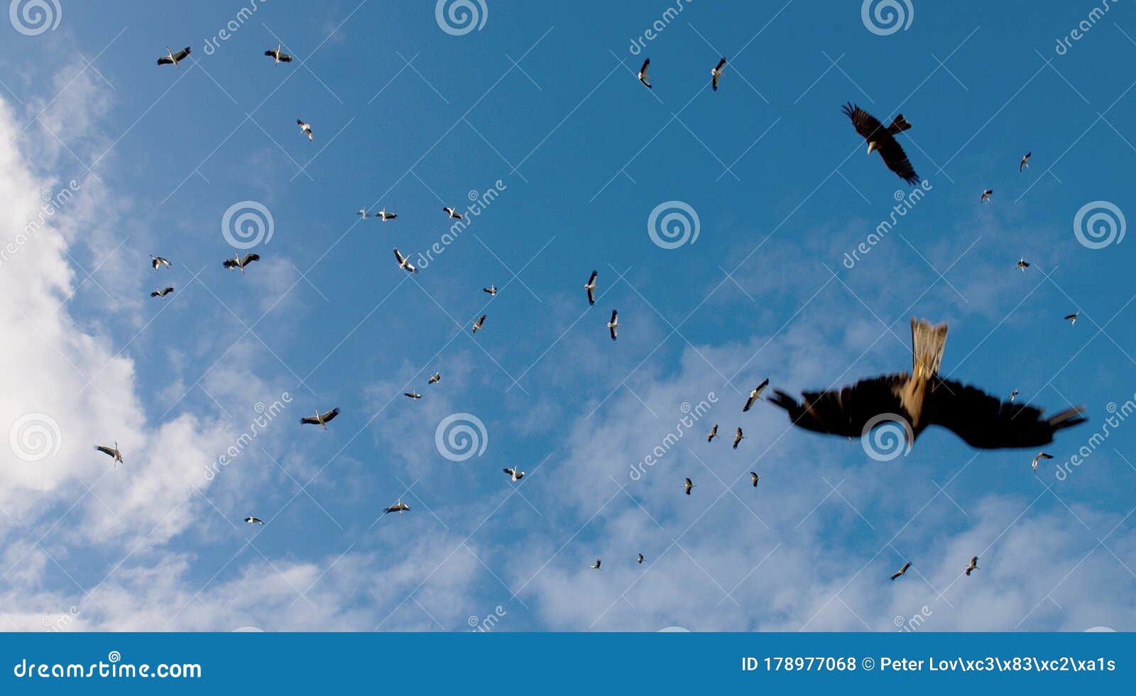 The Eagles are Chasing a Flock of Storks Stock Photo - Image of eagles ...