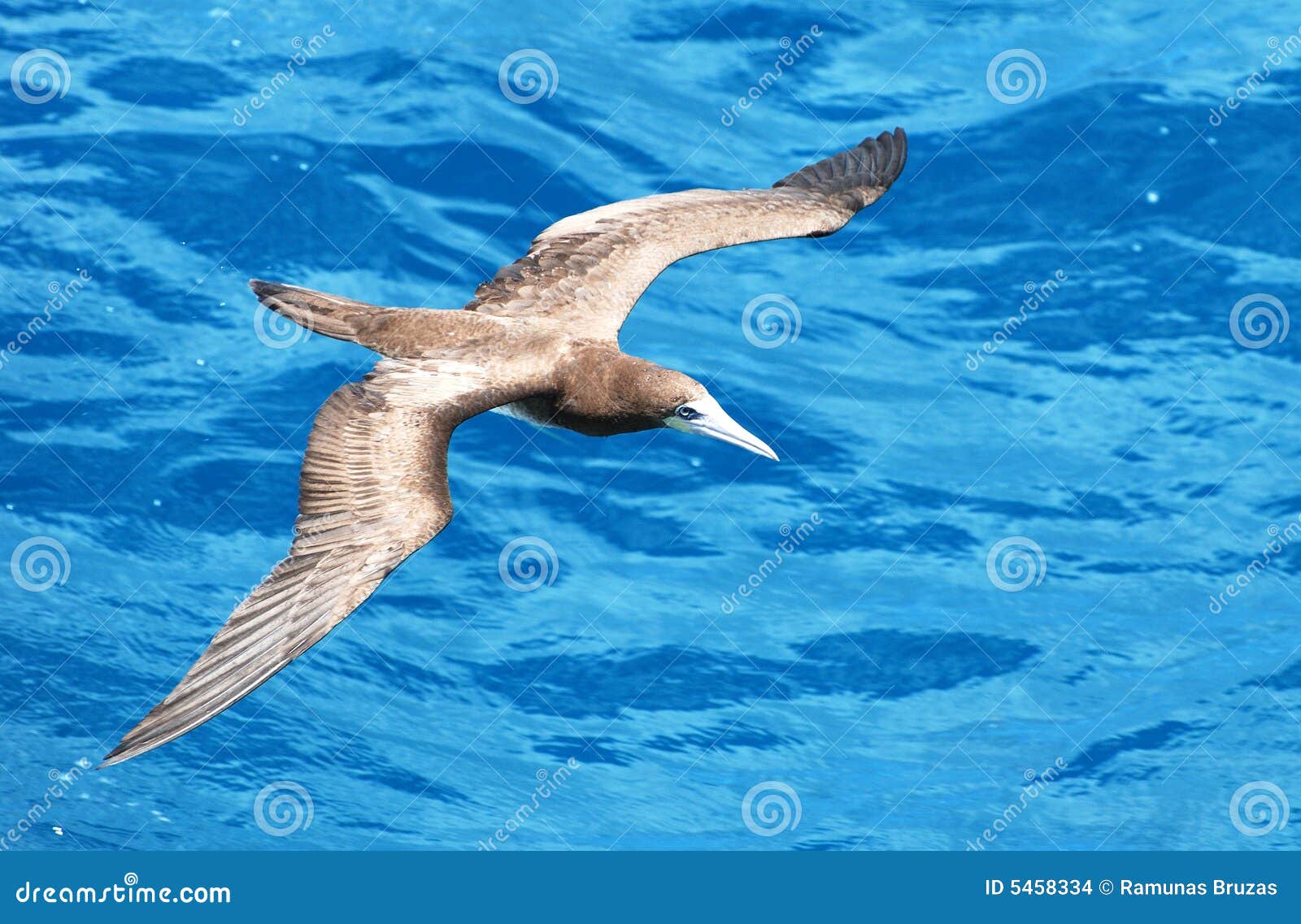 Flying Over Water stock photo. Image of speed, wild, fast - 5458334