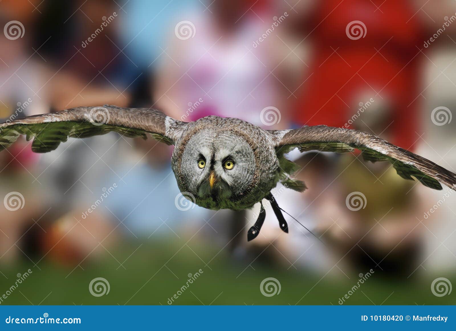 Flying owl stock photo. Image of eyes, nature, bird, feathers - 10180420