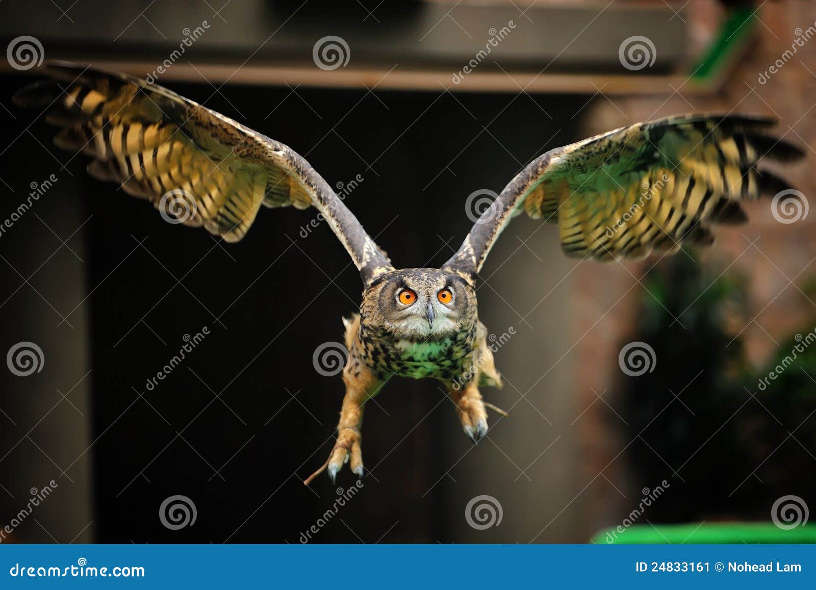 Flying Owl stock image. Image of majestic, fast, nature - 24833161