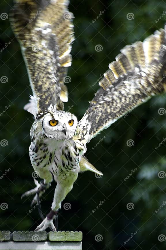 Flying owl stock image. Image of nature, rock, animal - 5169145