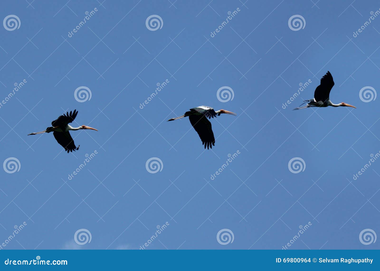 Flying painted stork stock photo. Image of outdoor, wildlife - 69800964