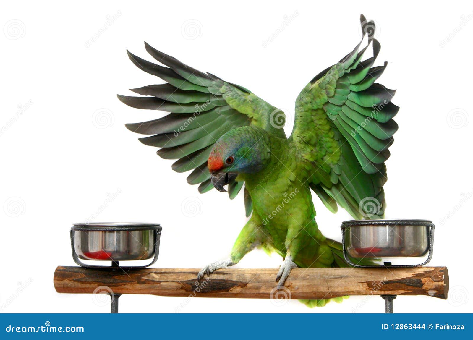 Flying parrot stock photo. Image of exotic, feather, pearch - 12863444