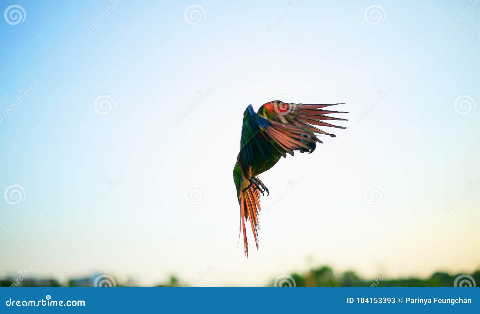 Flying parrot on the sky stock image. Image of bird - 104153393