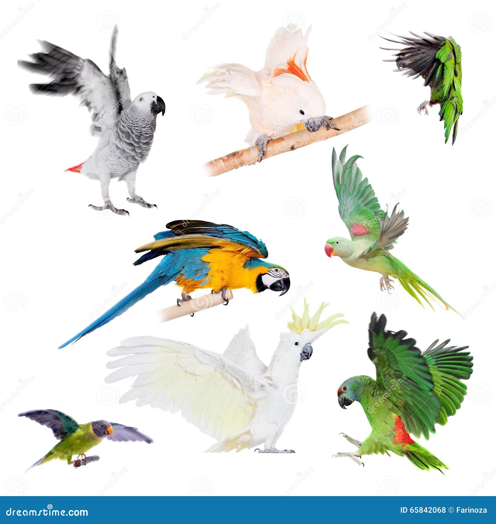 Flying Parrots Set on White Stock Photo - Image of psittaciformes ...
