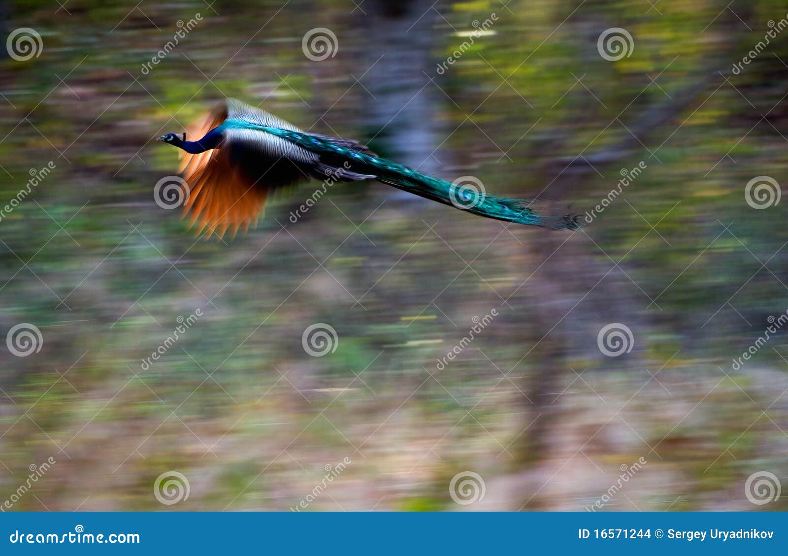 Flying peacock. stock photo. Image of indian, green, elegance - 16571244