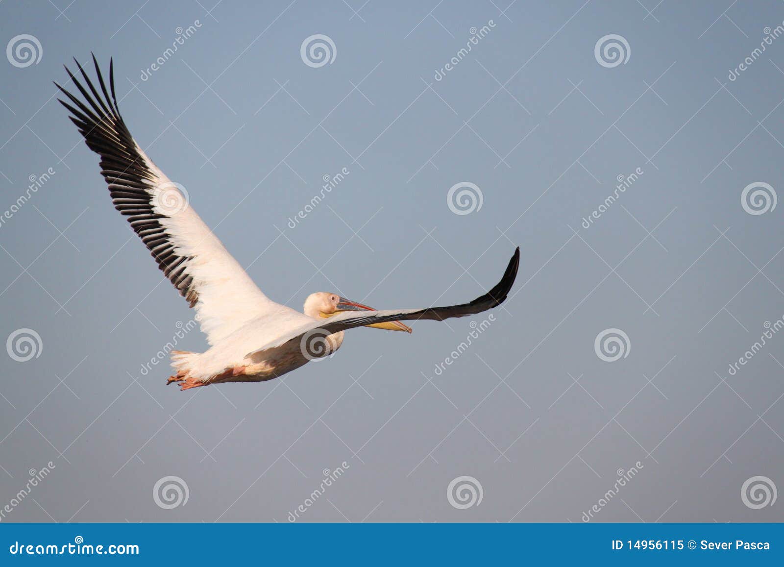 Flying pelican stock image. Image of outdoor, wildlife - 14956115