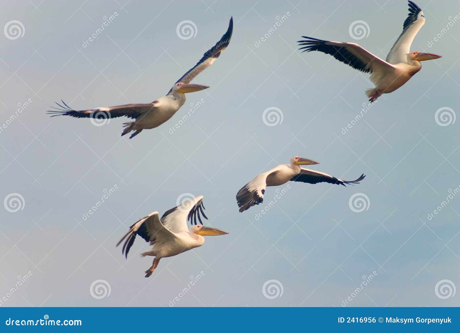 Flying Pelican Picture. Image: 2416956