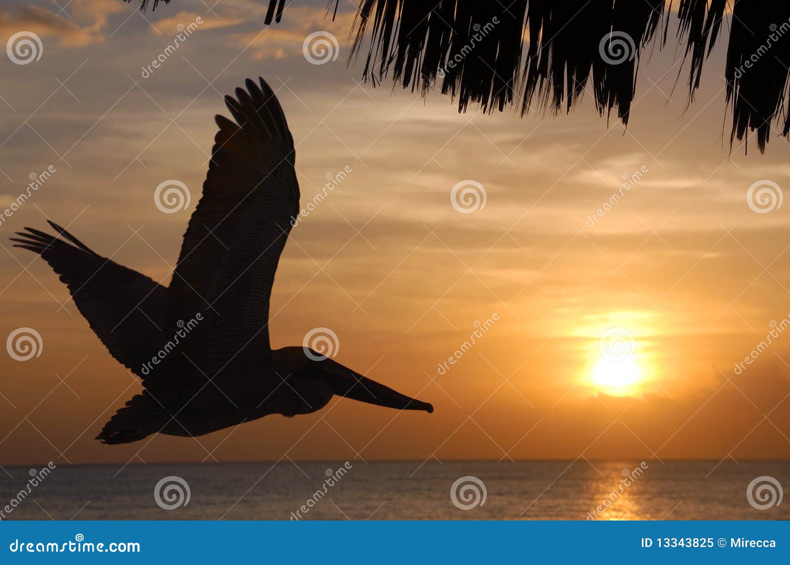 Flying pelican at sunset stock image. Image of beach - 13343825