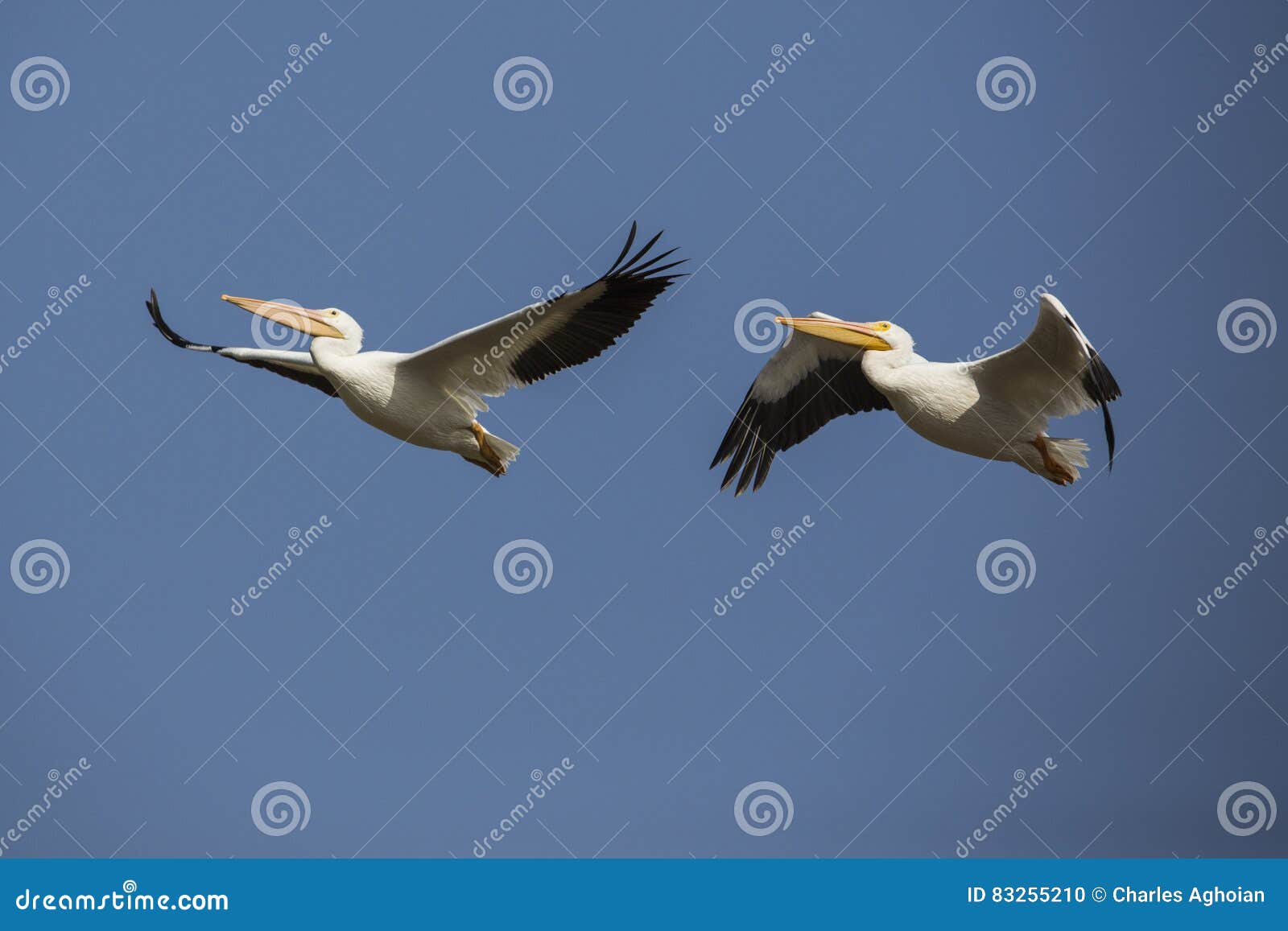 Flying Pelicans stock photo. Image of couple, wildlife - 83255210