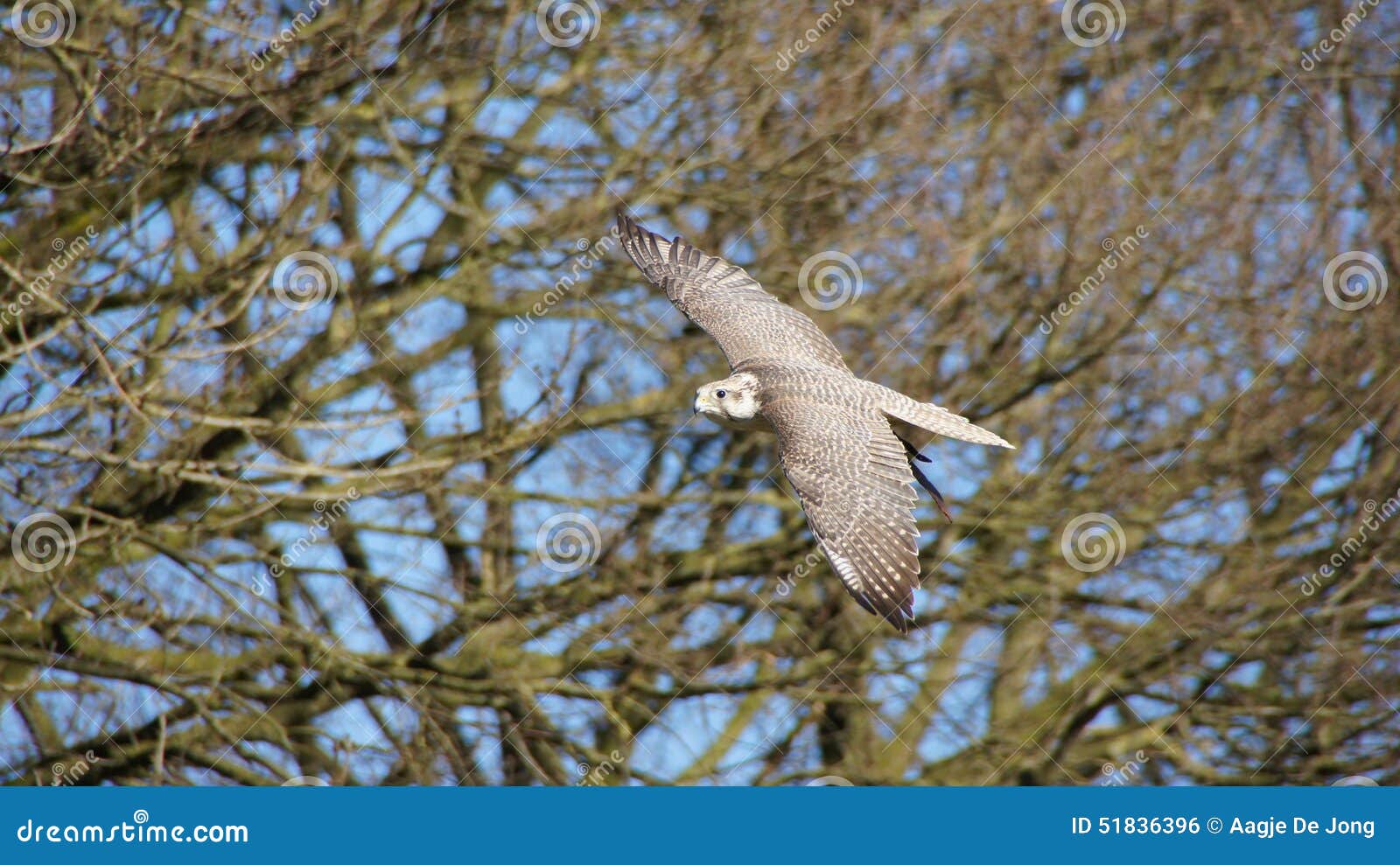 Flying peregrine falcon stock photo. Image of falcon - 51836396