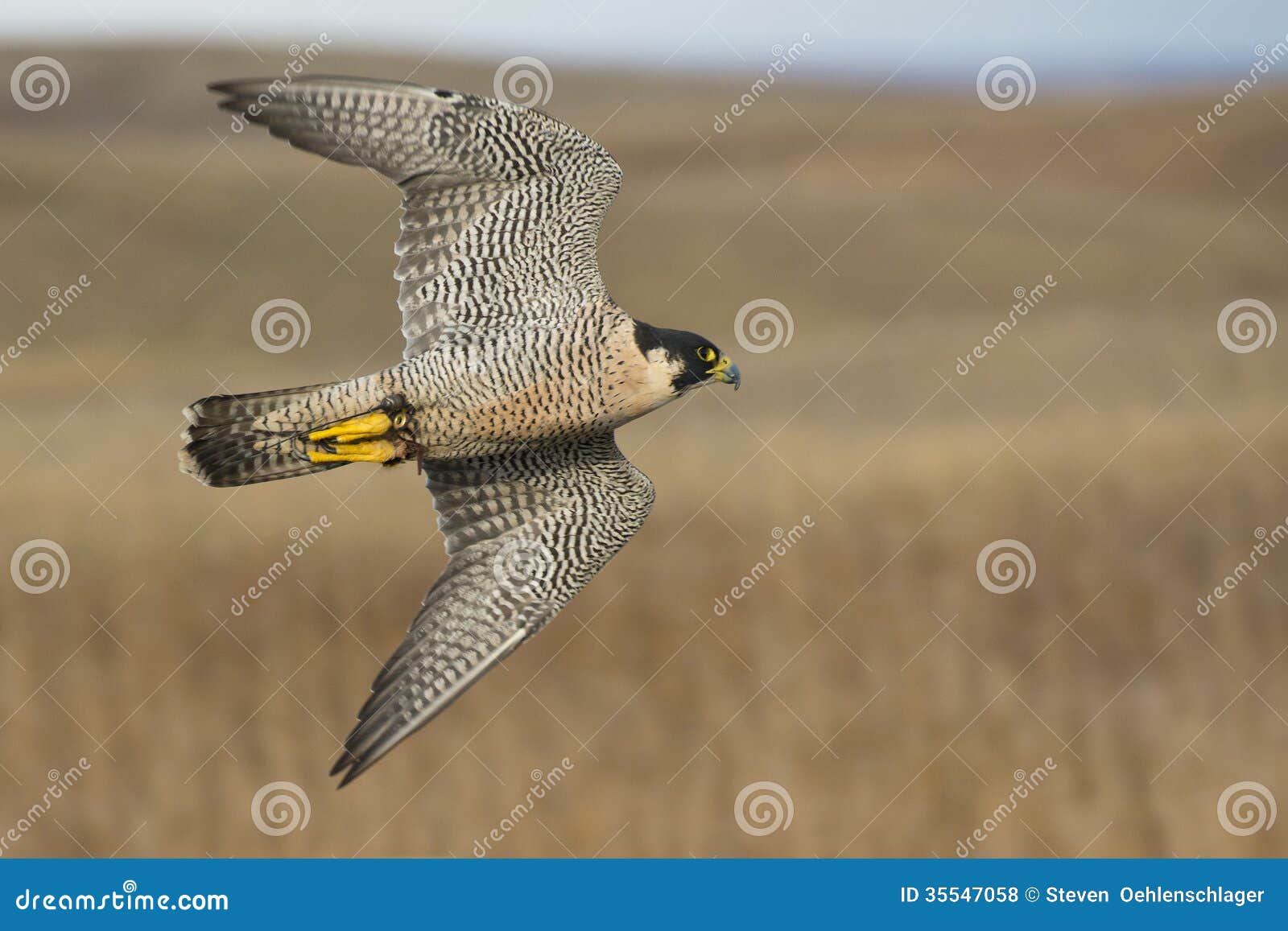 Flying Peregrine Falcon stock photo. Image of predator - 35547058