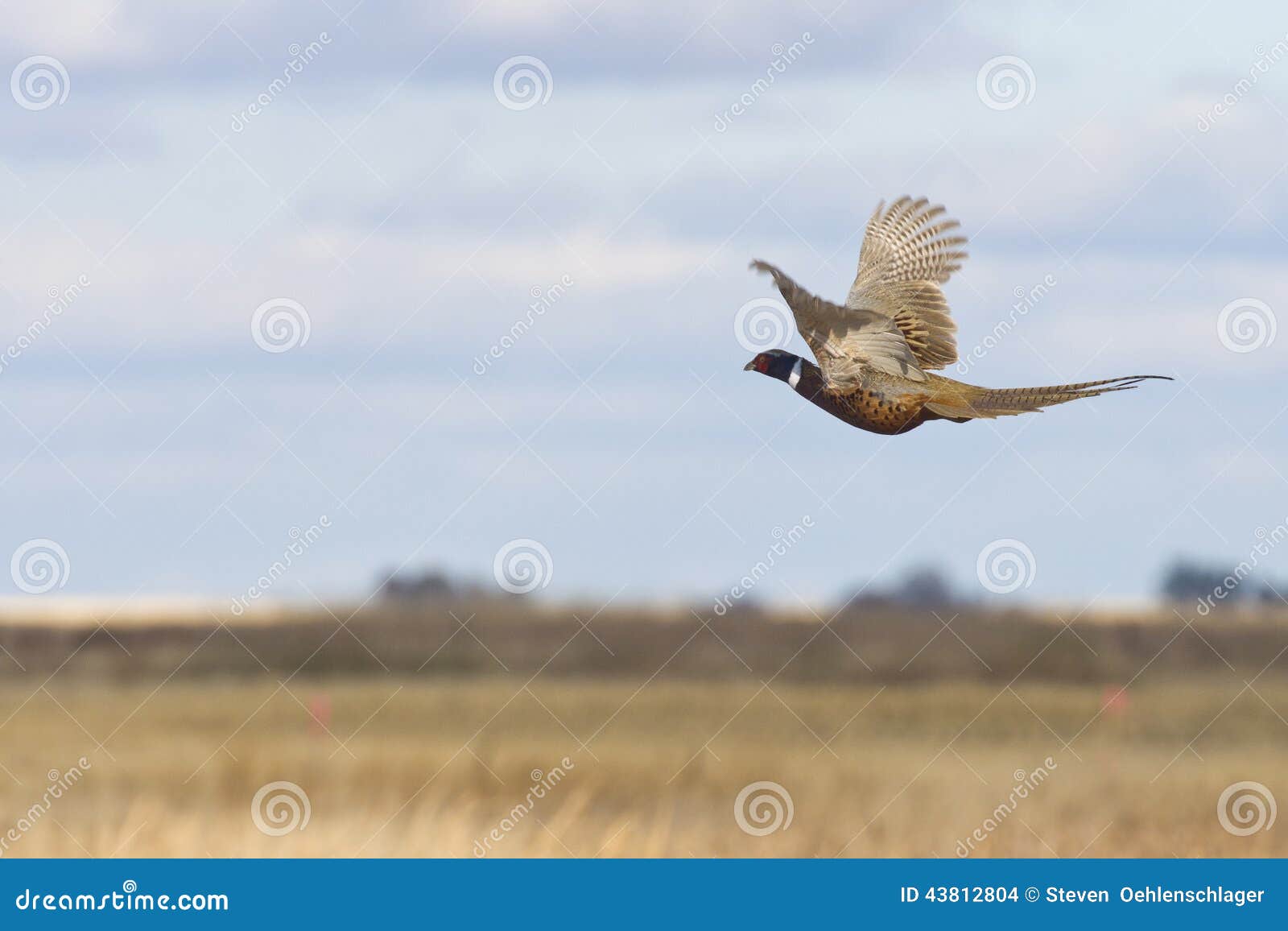 Flying Pheasant stock photo. Image of hunt, autumn, flight - 43812804