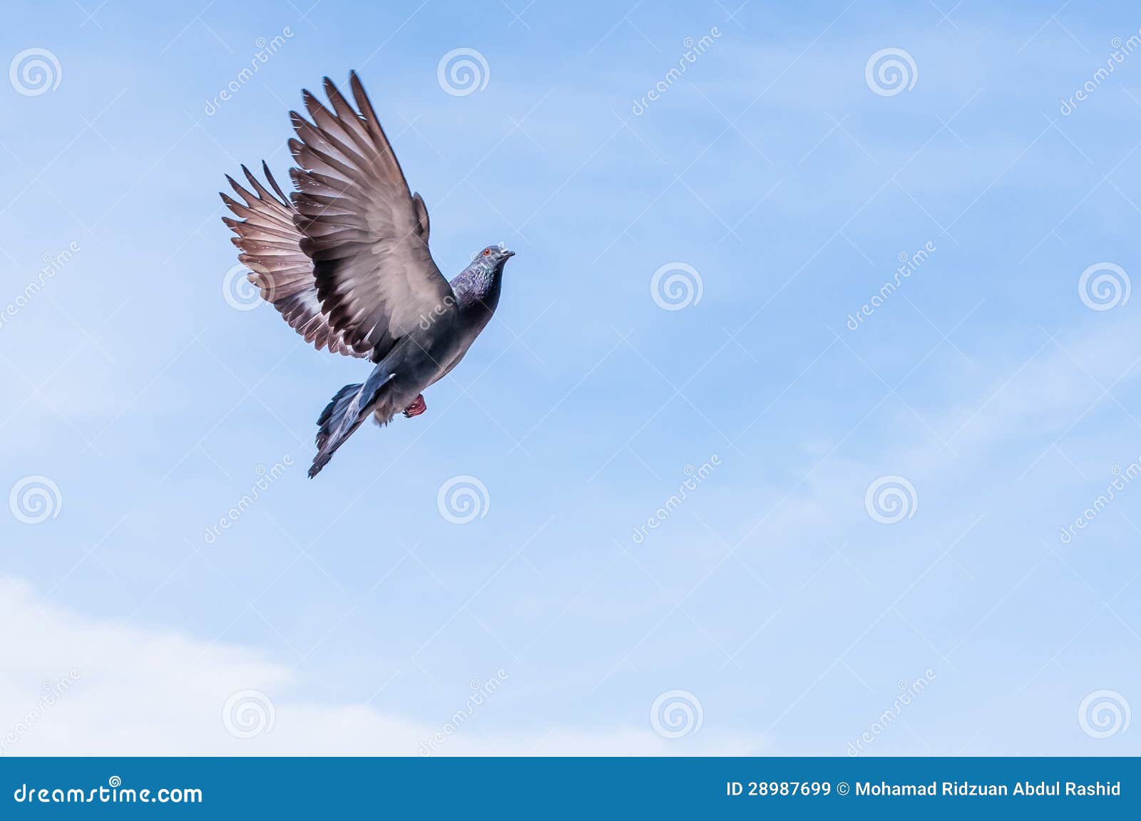 Flying Pigeon stock image. Image of clouds, pigeon, nature - 28987699