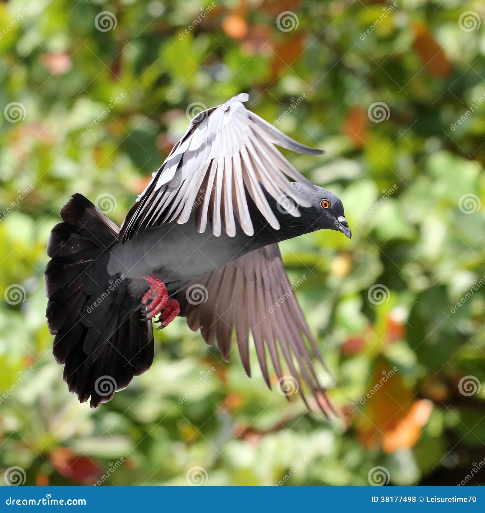 Flying pigeon stock photo. Image of inspiration, flying - 38177498