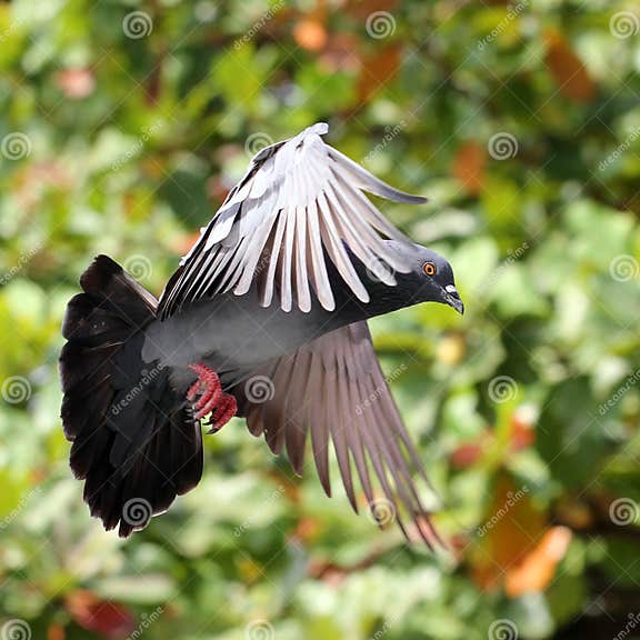 Flying pigeon stock photo. Image of inspiration, flying - 38177498