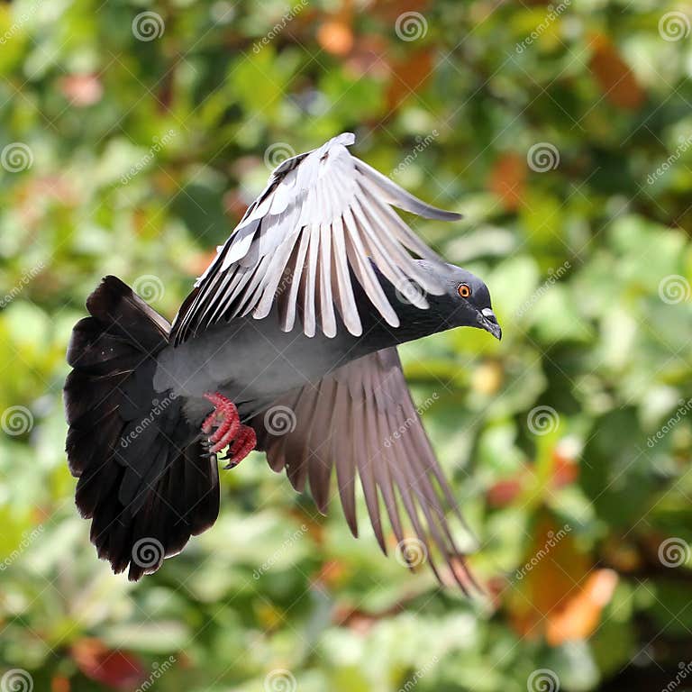 Flying pigeon stock photo. Image of inspiration, flying - 38177498